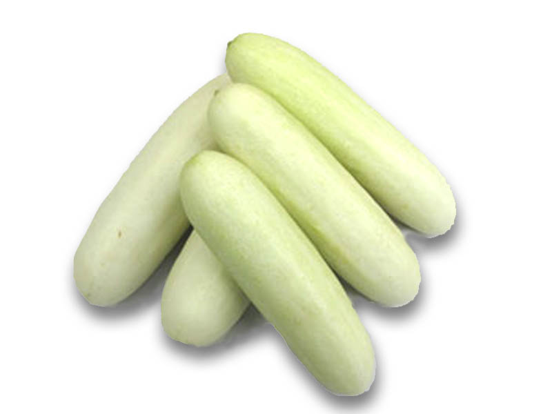 Concombres et Cornichons Archives - Le Jardin d'Albert