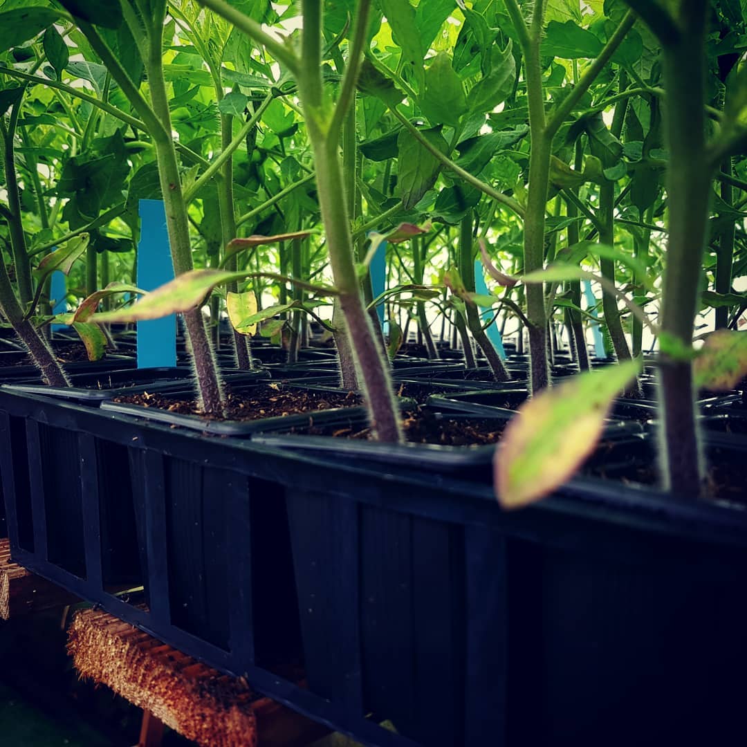 Plants potagers, Plants de légumes, Plantes aromatiques - Le Jardin d ...