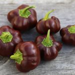 Le Jardin d'Albert - Plants potager & aromatique - Boutique en ligne