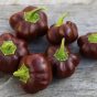 Le Jardin d'Albert - Plants potager & aromatique - Boutique en ligne